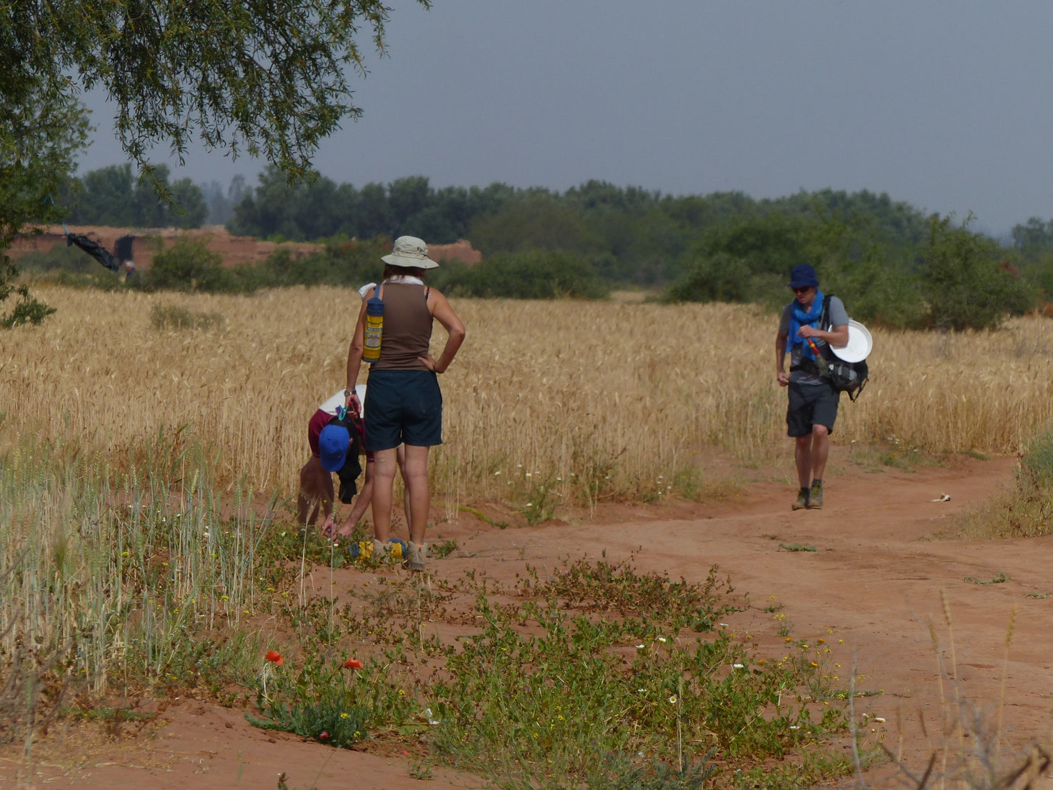 Acmaeodera affinis Lucas, 1846 - Site de insectedumaroc
