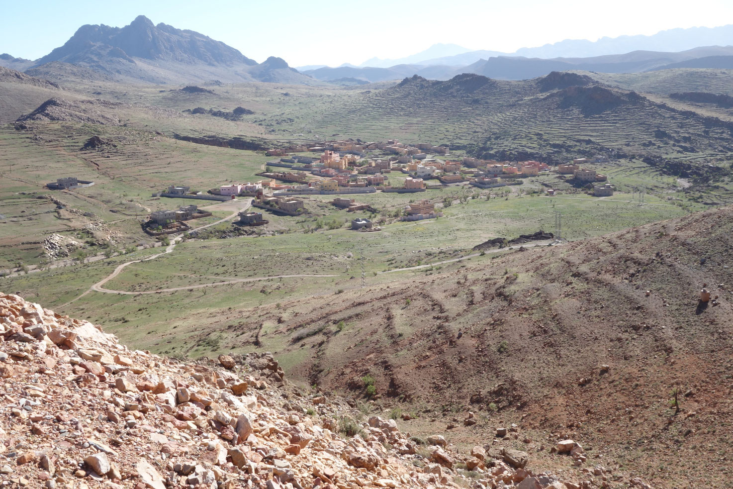 Dixus interruptus Fabricius, 1775 - Site de insectedumaroc