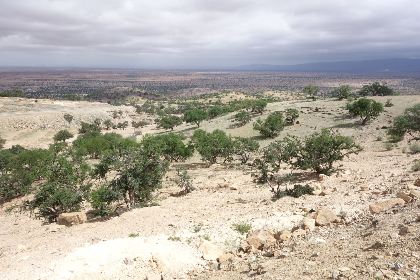 Calathus (Calathus) opacus Lucas, 1846 - Site de insectedumaroc