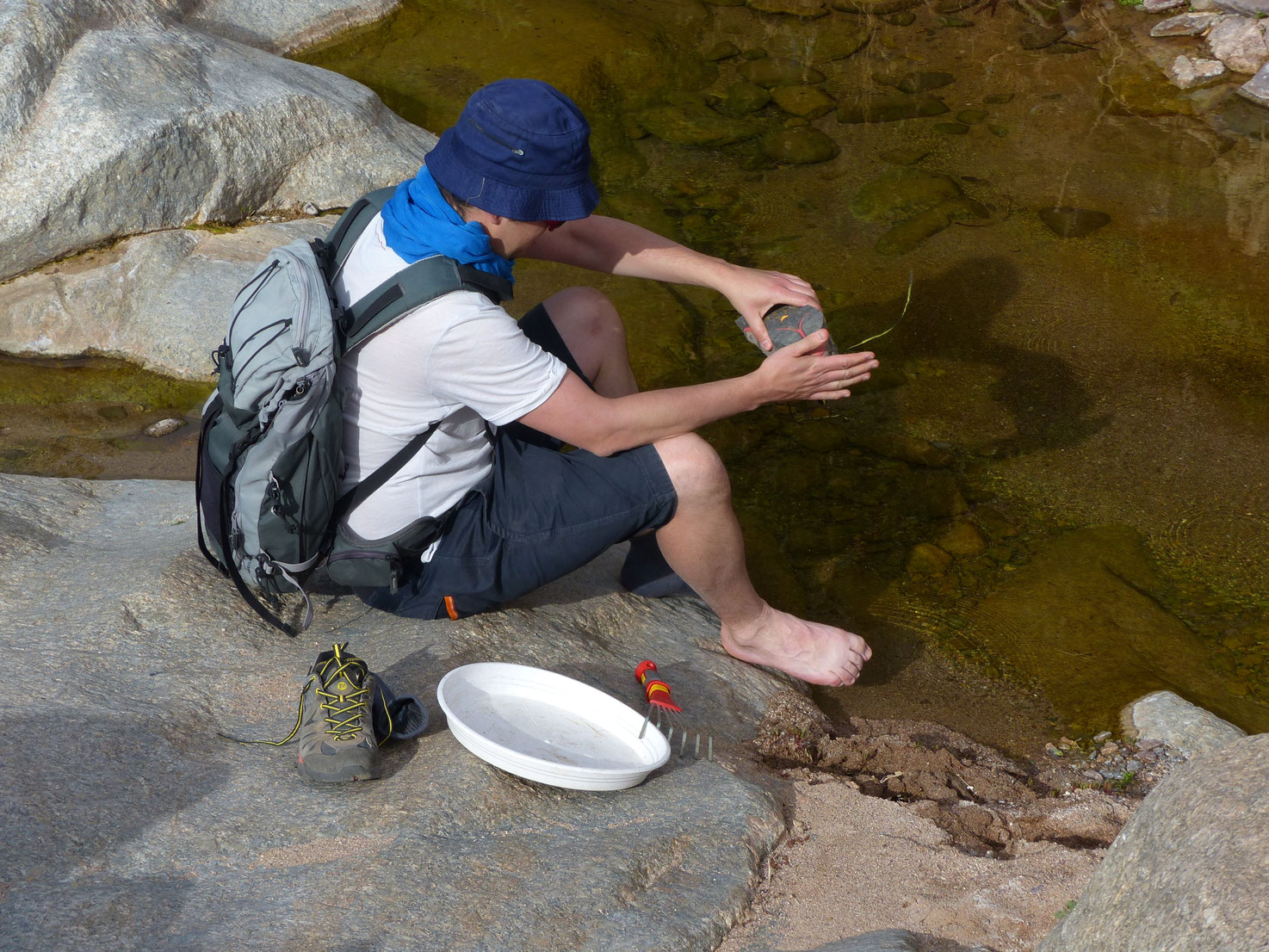Nebrioporus (Nebrioporus) clarkii (Wollaston, 1862) - Site de ...