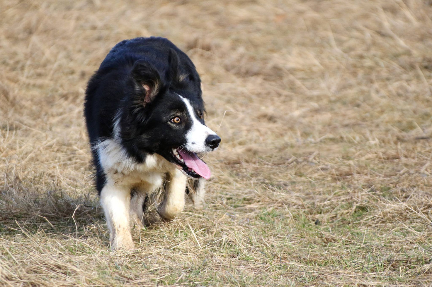 Smartie - working-sheepdogs.de