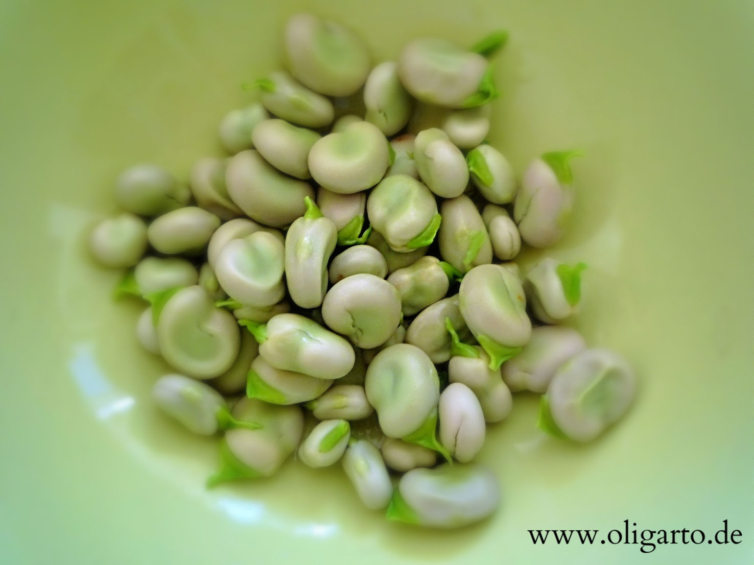 PASTA MIT FAVABOHNEN UND PECORINO PICANTE - Oligarto