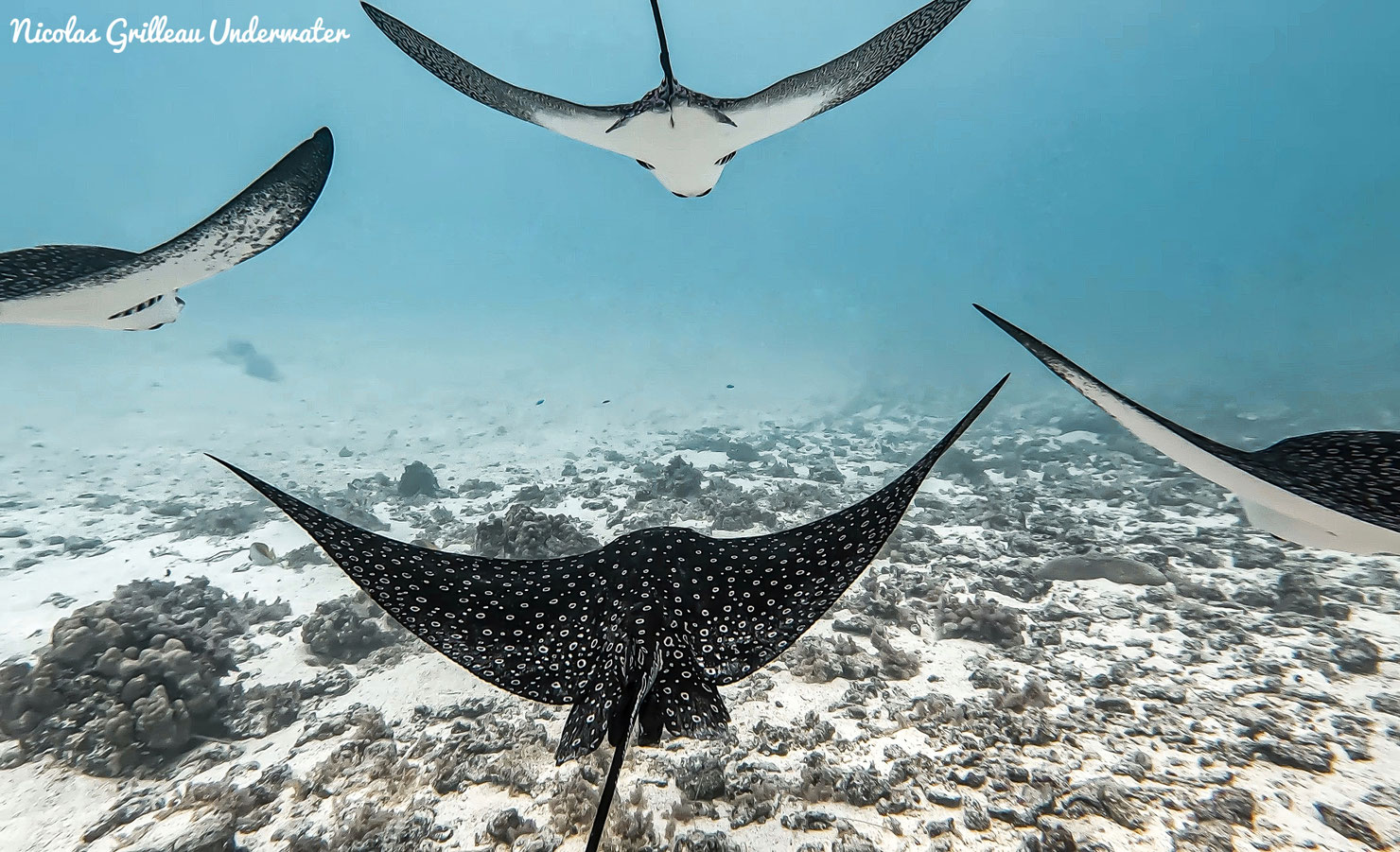 Raie léopard - Dictionnaire des animaux
