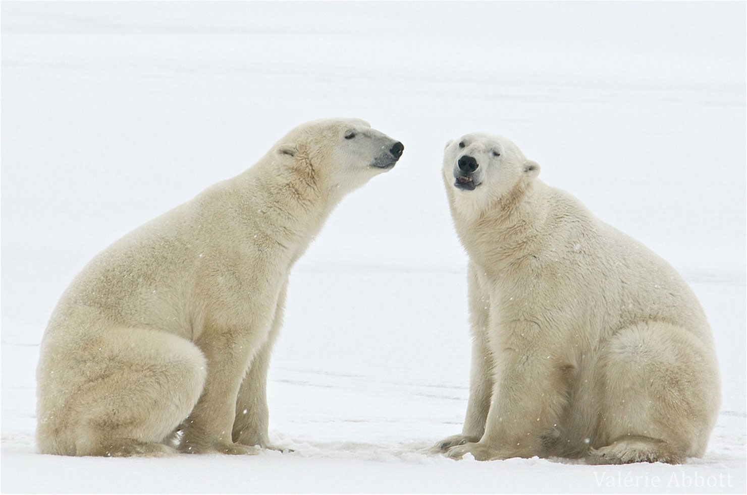 Les animaux de la banquise et des cercles polaires - Dictionnaire des ...