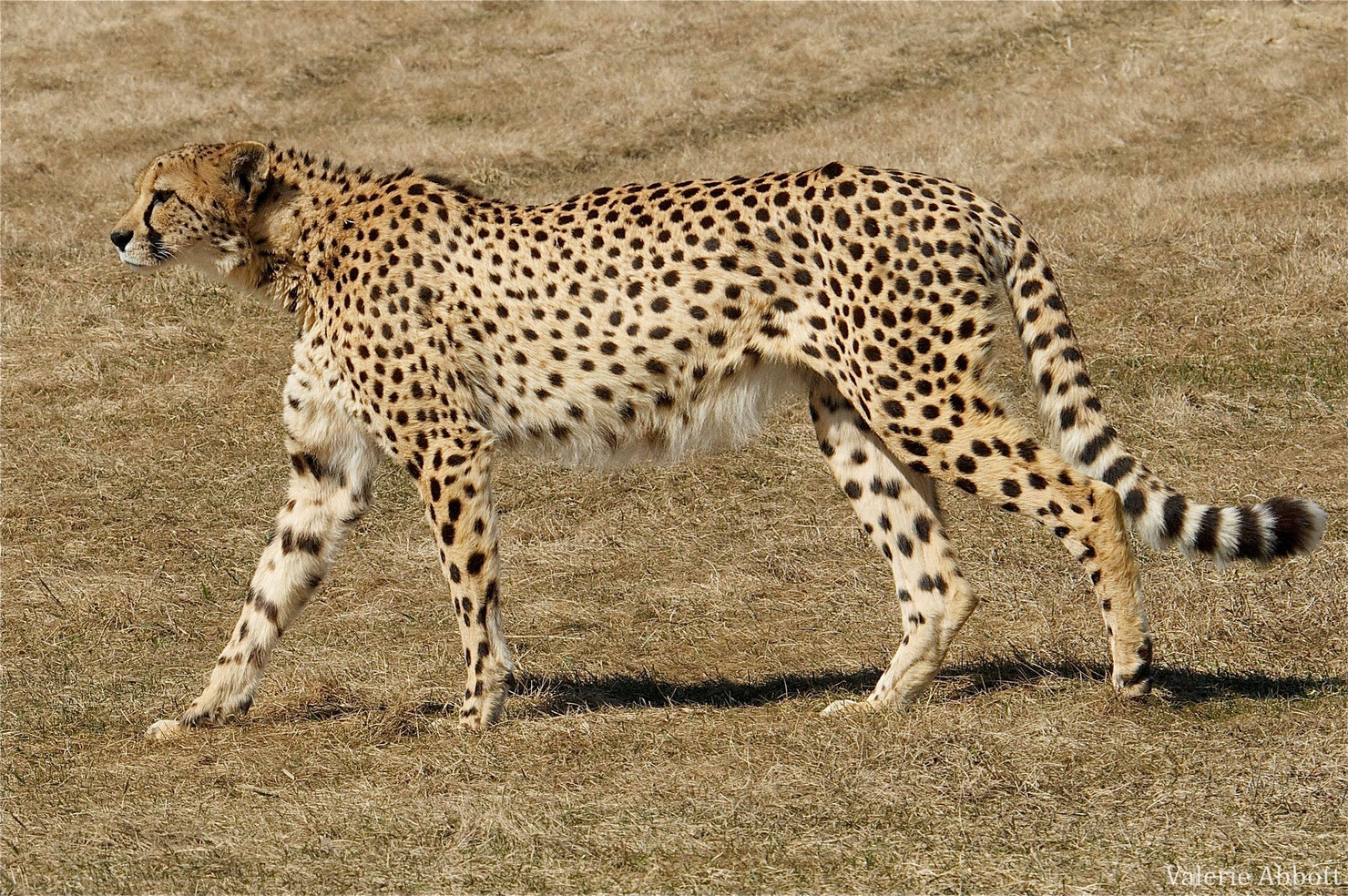 Guépard d'Afrique : poids, taille, longévité, habitat, alimentation ...