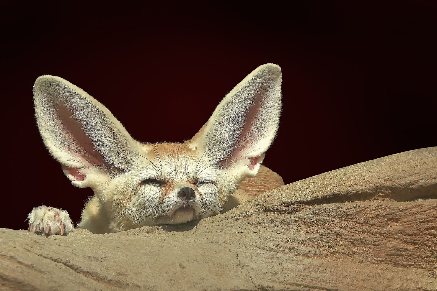 Fennec : poids, taille, longévité, habitat, alimentation - Dictionnaire ...