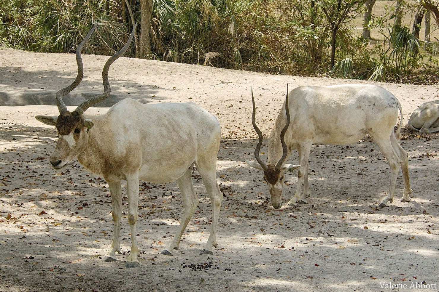 Addax : poids, taille, longévité, habitat, alimentation - Dictionnaire ...