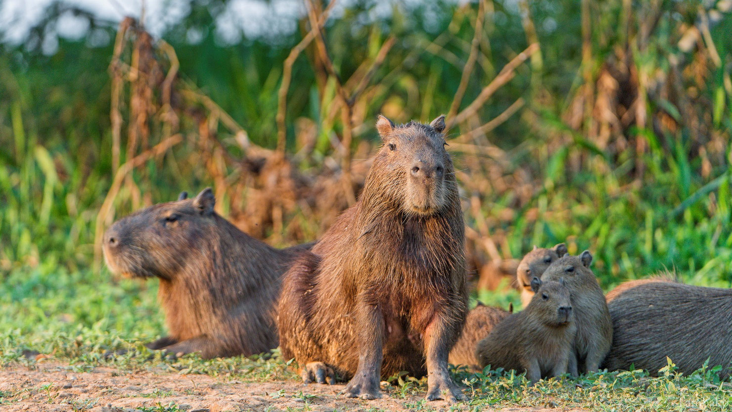 Capybara : poids, taille, longévité, habitat, alimentation ...