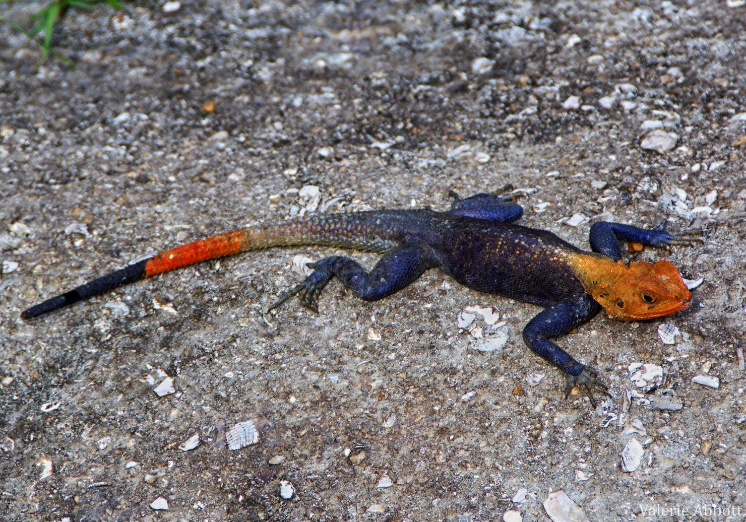 Agame des colons - Dictionnaire des animaux