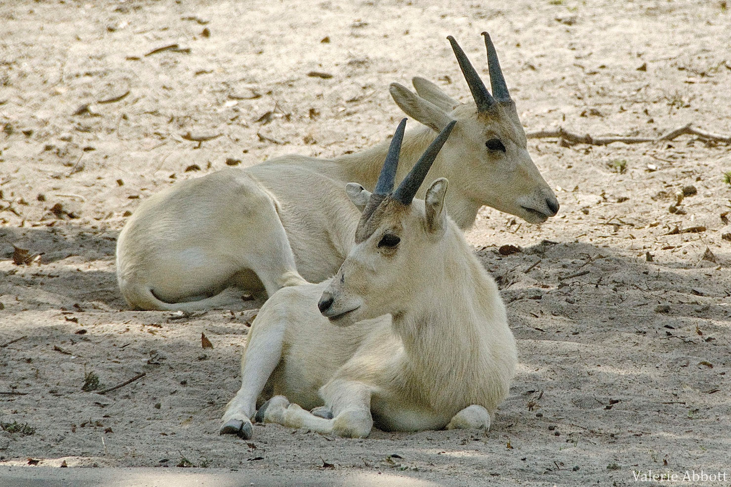 Addax : poids, taille, longévité, habitat, alimentation - Dictionnaire ...