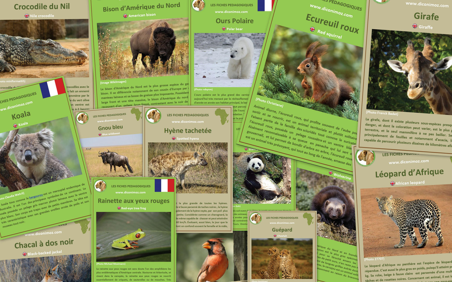 ANIMAUX SAUVAGES - Dictionnaire des animaux