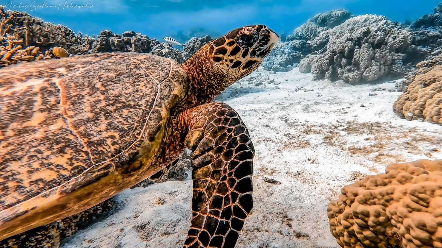 10 animaux tahitiens et leur symbolique dans la culture polynésienne ...