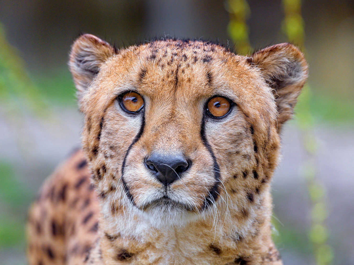 Guépard d'Afrique : poids, taille, longévité, habitat, alimentation - Dictionnaire des animaux