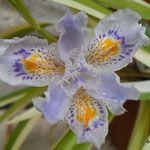 Kolekcija močvarnih perunika - Vrtlarija Kalići