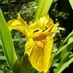 Kolekcija močvarnih perunika - Vrtlarija Kalići