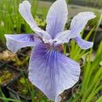 Kolekcija močvarnih perunika - Vrtlarija Kalići