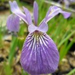 Kolekcija močvarnih perunika - Vrtlarija Kalići