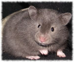 Unsere "Zucht" - Liebhaberzucht mit wunderschönen Hamsterbabys in ...