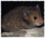 Unsere "Zucht" - Liebhaberzucht mit wunderschönen Hamsterbabys in ...