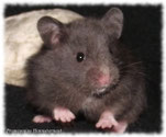 Unsere "Zucht" - Liebhaberzucht mit wunderschönen Hamsterbabys in ...
