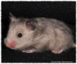Unsere "Zucht" - Liebhaberzucht mit wunderschönen Hamsterbabys in ...