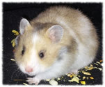 Unsere "Zucht" - Liebhaberzucht mit wunderschönen Hamsterbabys in ...