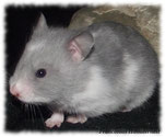 Unsere "Zucht" - Liebhaberzucht mit wunderschönen Hamsterbabys in ...