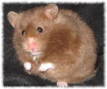 Unsere "Zucht" - Liebhaberzucht mit wunderschönen Hamsterbabys in ...