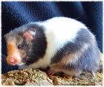 Unsere "Zucht" - Liebhaberzucht mit wunderschönen Hamsterbabys in ...
