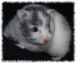 Unsere "Zucht" - Liebhaberzucht mit wunderschönen Hamsterbabys in ...