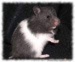 Unsere "Zucht" - Liebhaberzucht mit wunderschönen Hamsterbabys in ...