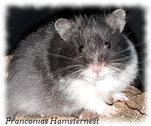 Unsere "Zucht" - Liebhaberzucht mit wunderschönen Hamsterbabys in ...