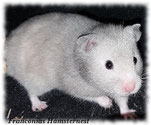 Unsere "Zucht" - Liebhaberzucht mit wunderschönen Hamsterbabys in ...