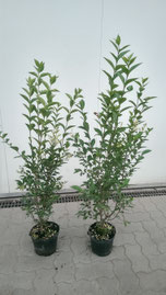 Günstige Preise, Pflanzen in Top Qualität - online kaufen auf pflanzhits.de