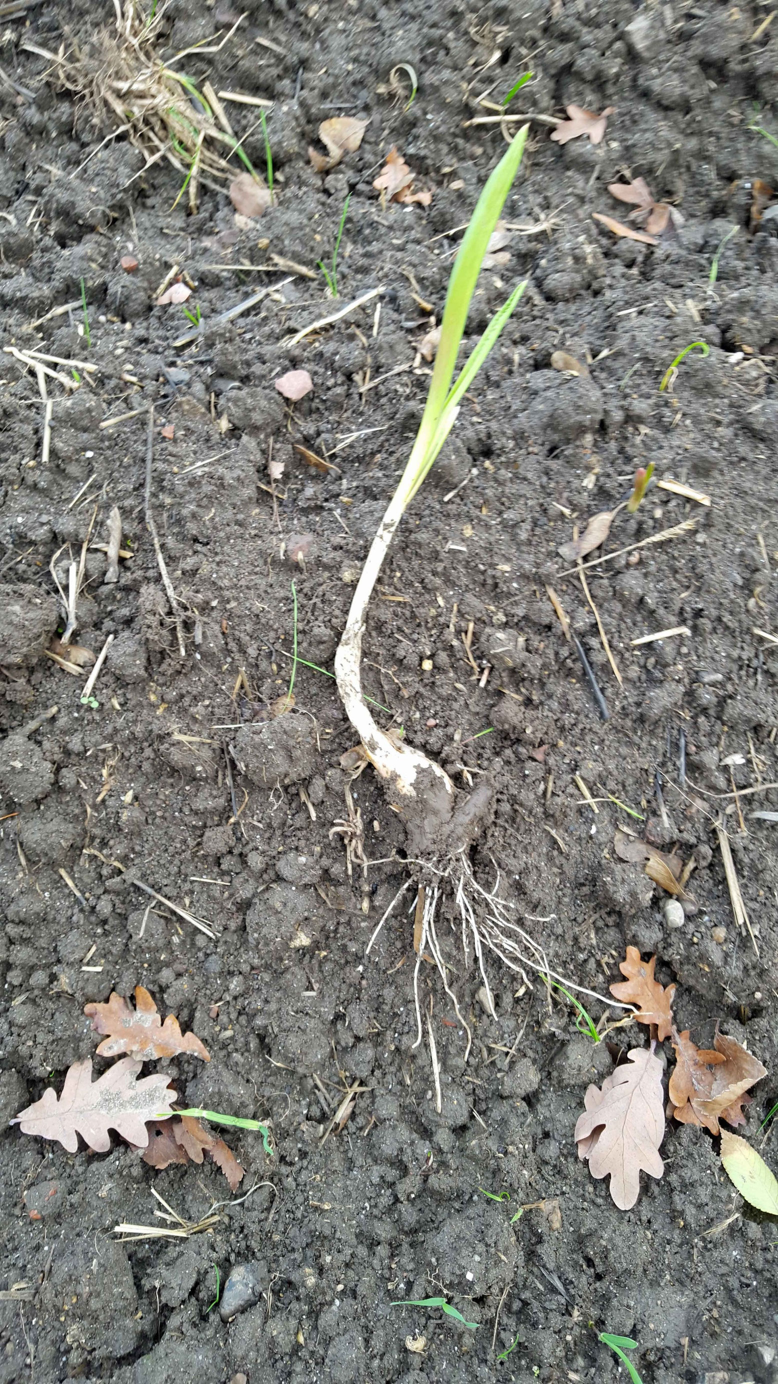 Knoblauch - Anbau - Pantiru Knoblauchkulturen