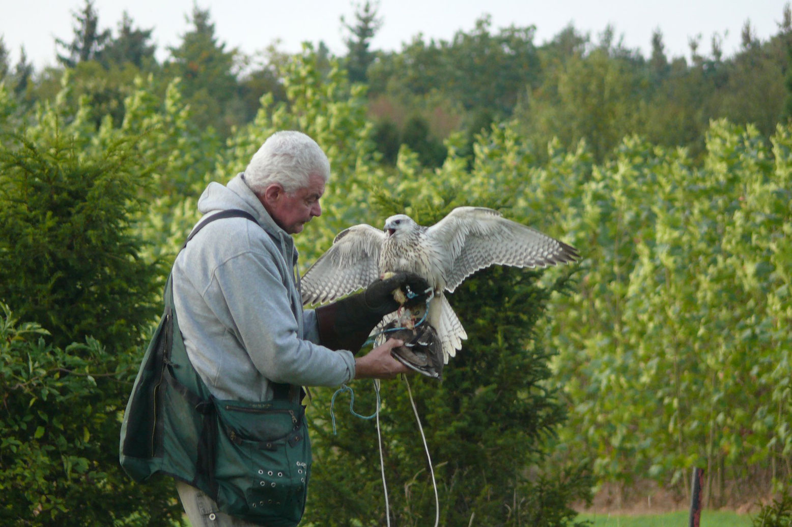Geschichte der Falknerei - odf-hessens Webseite!