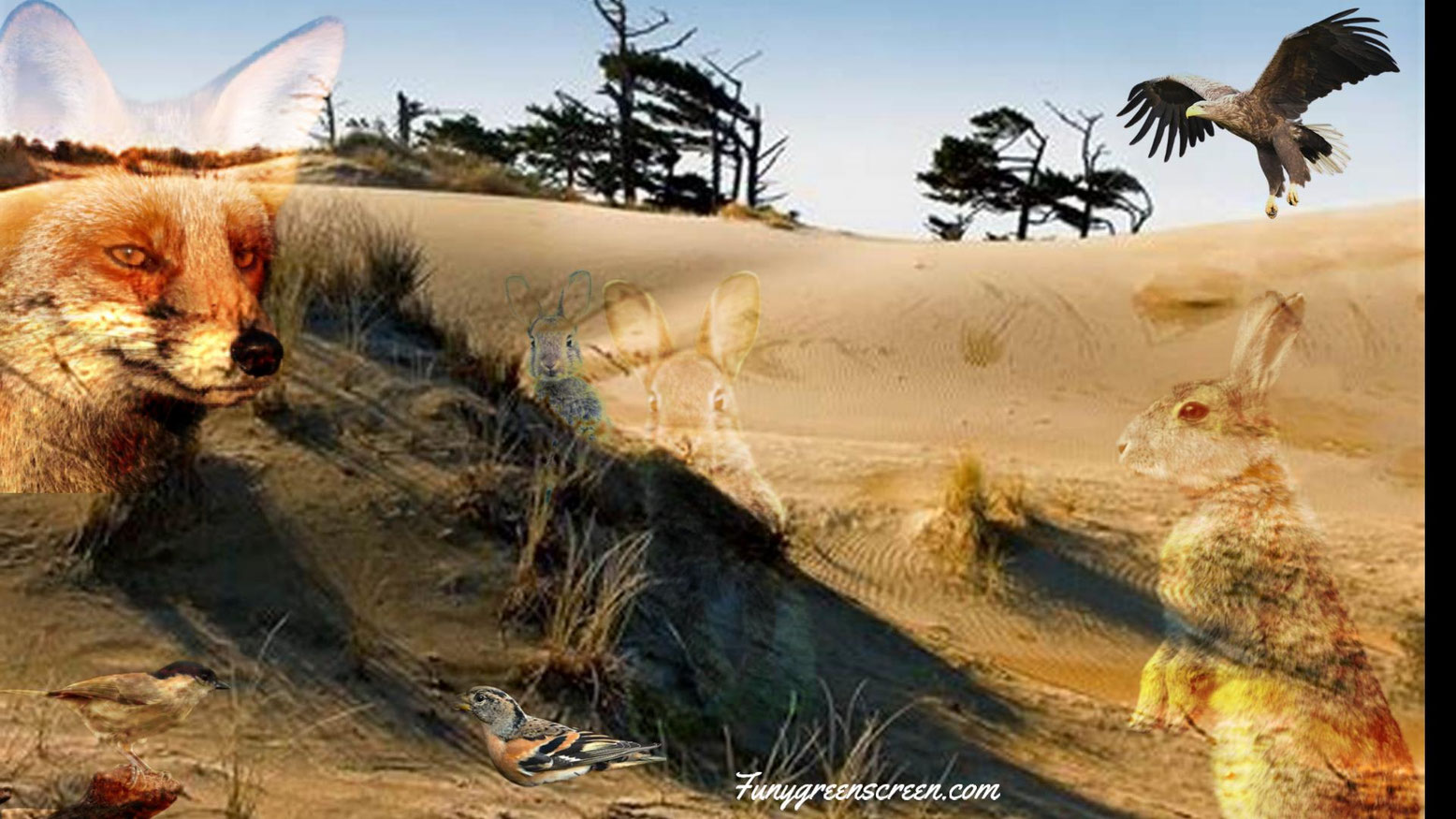 Natuur foto's posters die verbouwd zijn om er nog extra mooie glans aan ...