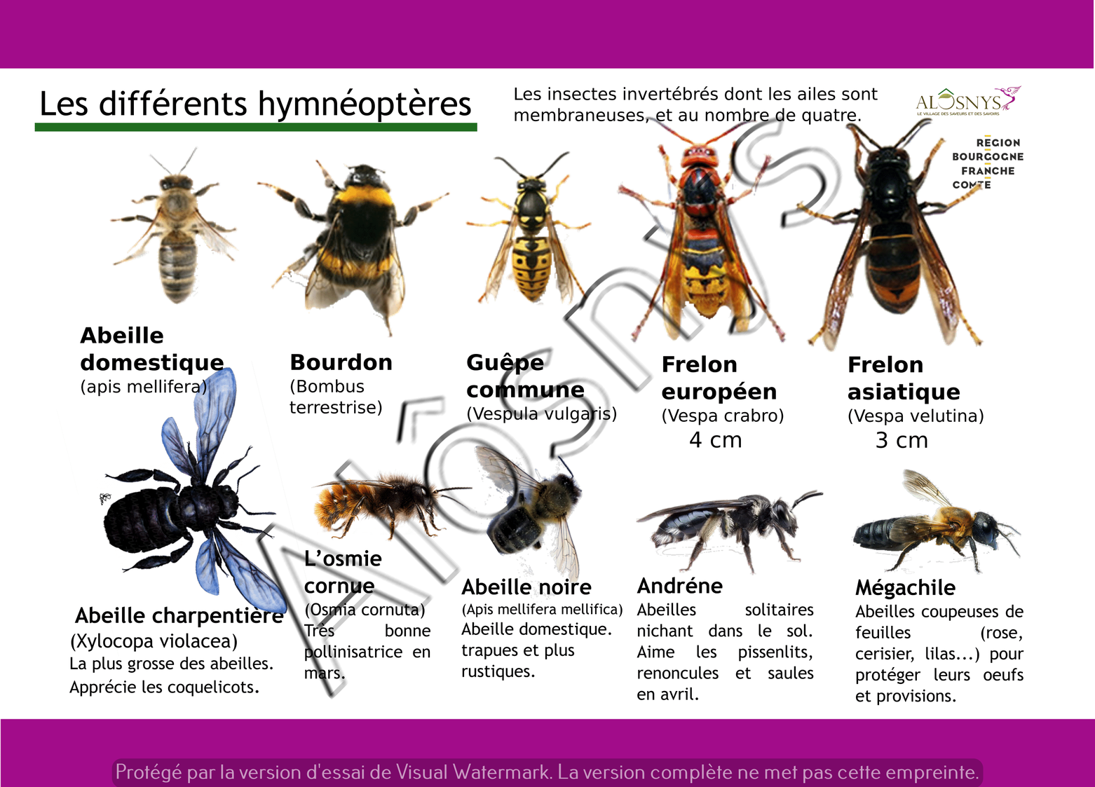 Panneaux pédagogiques pour comprendre les abeilles et le rucher - Formation longue, stage ...