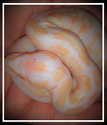 Saison 2016 / 17 - Happy Pythons - Python regius