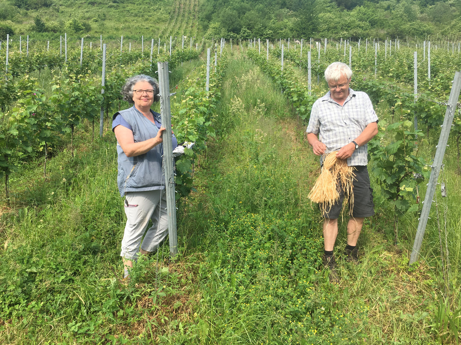 Ein Jahr – ein Wein. #3 Laubarbeiten - Weingut Arns