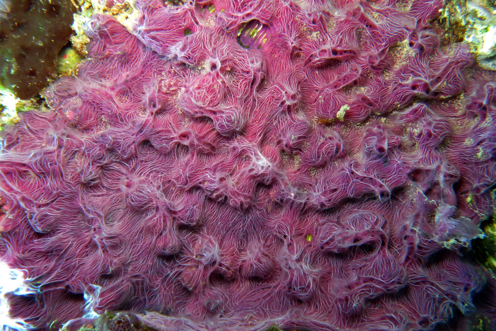 Terpios hoshinota, Chalinula nematifera, Clathria (Microciona ...