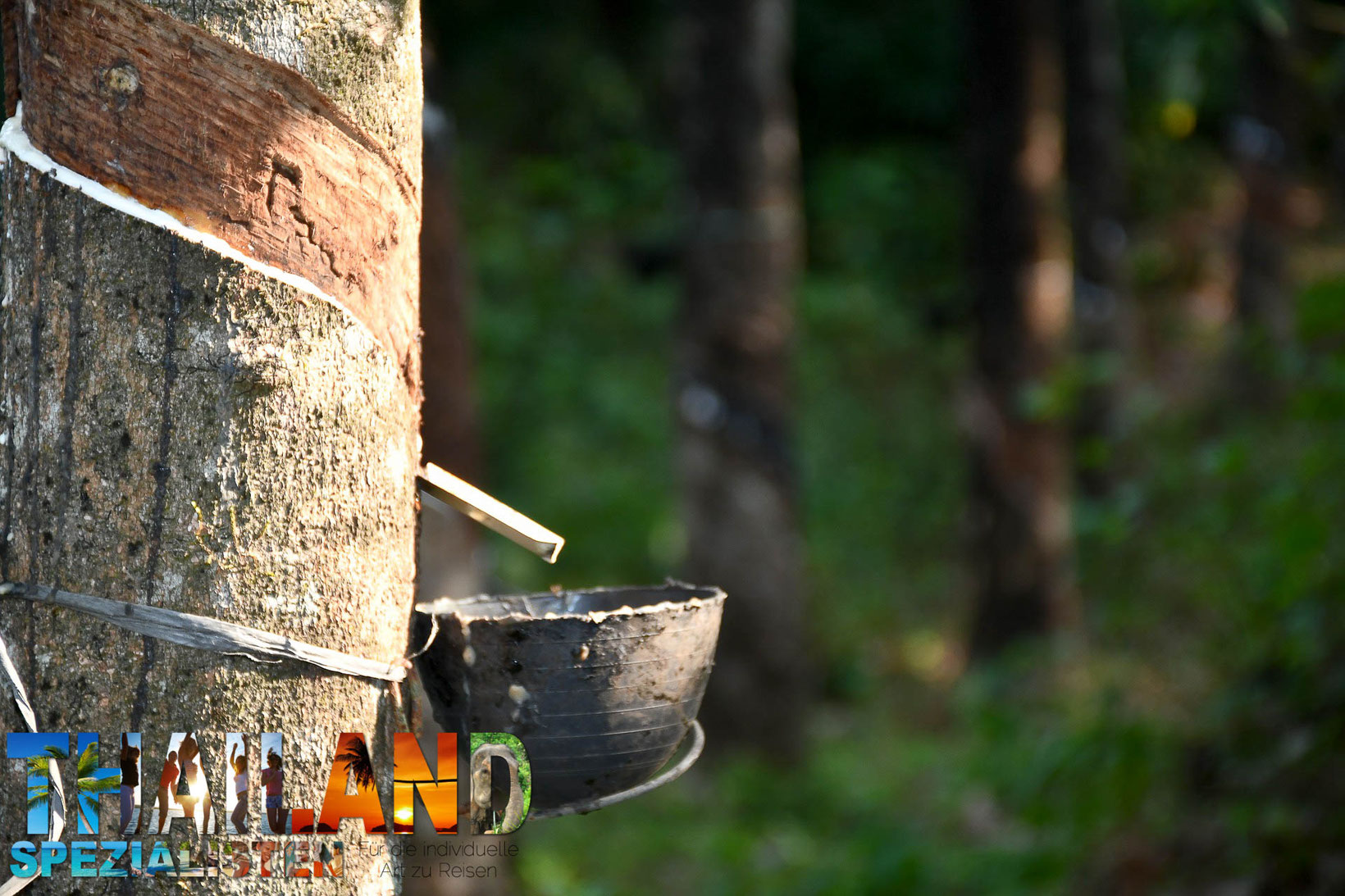 Kautschukgewinnung in Thailand - Thailand-Spezialisten