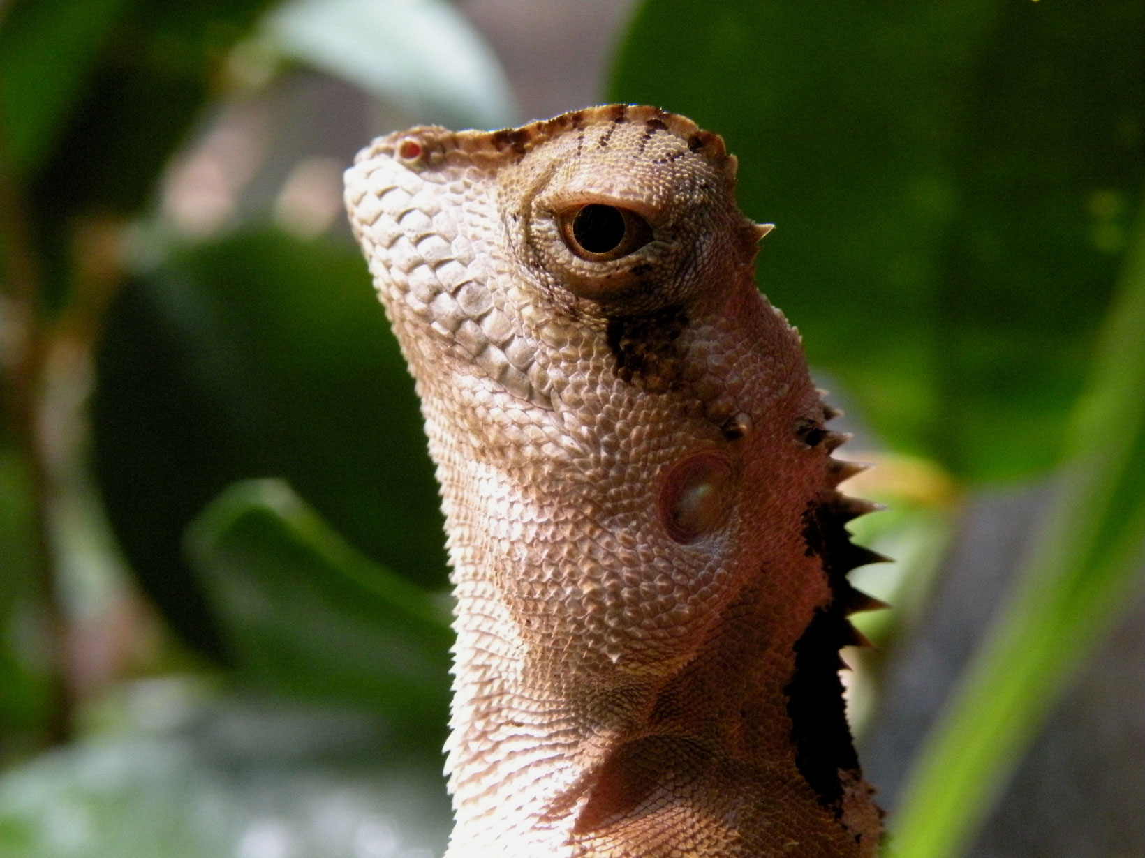 Acanthosaura lepidogaster CUVIER, 1829 - kaleidoskop-der-naturnahes ...