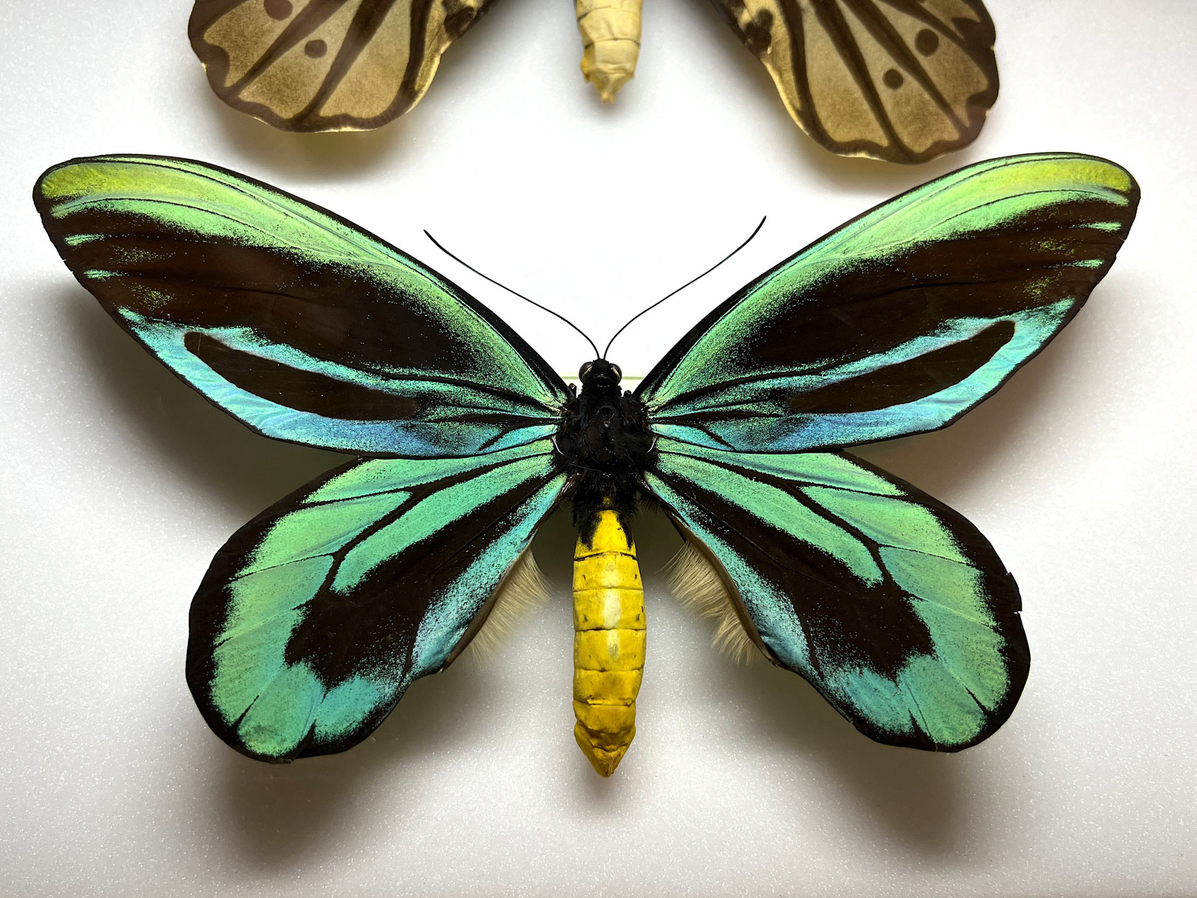 10 000-Dollar Falter wird an ETH ausgestellt - atlant ...