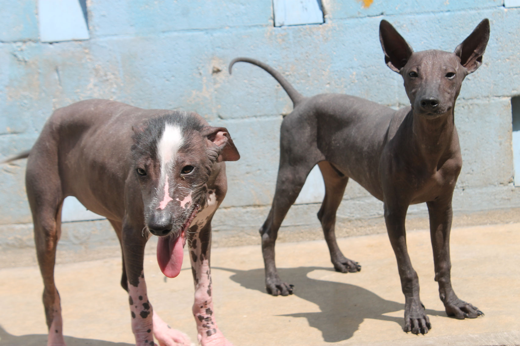 The Unique Characteristics of the Xoloitzcuintli: Mexico's Hairless Dog ...