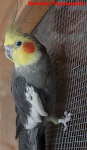 Calopsite - Benvenuti su mondopappagallo!