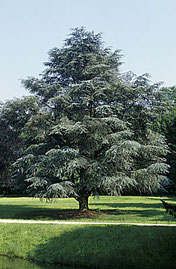 Atlas-Zeder - 1516s1abs Webseite!