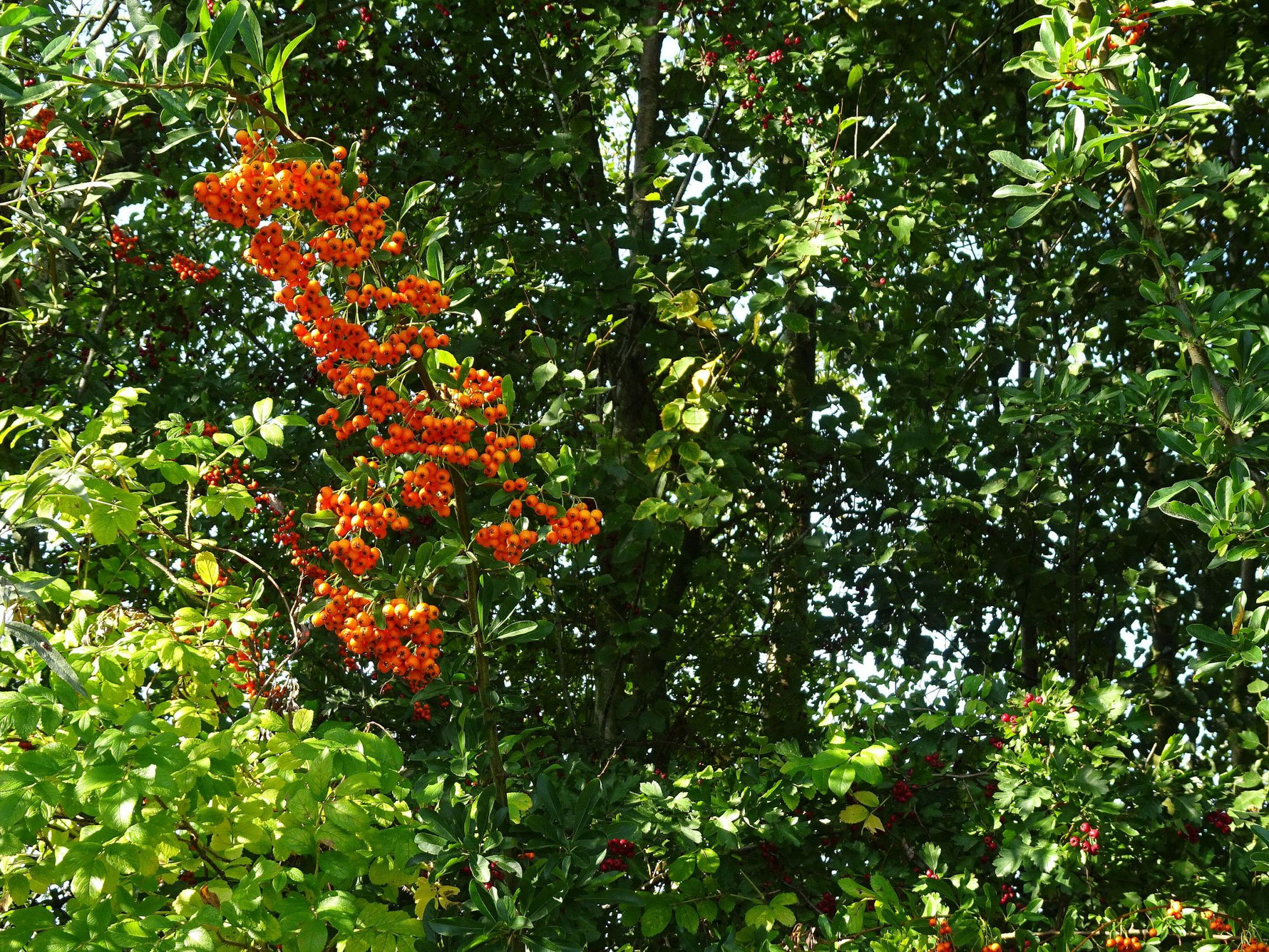Les arbres, arbustes, buissons sur mon chemin - Fleurs des sentiers ...