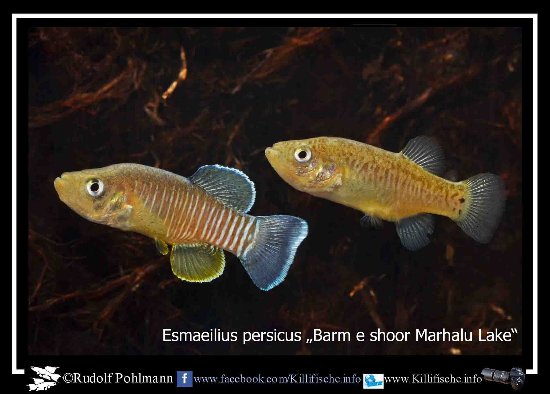 Esmaeilius - Killifische Info