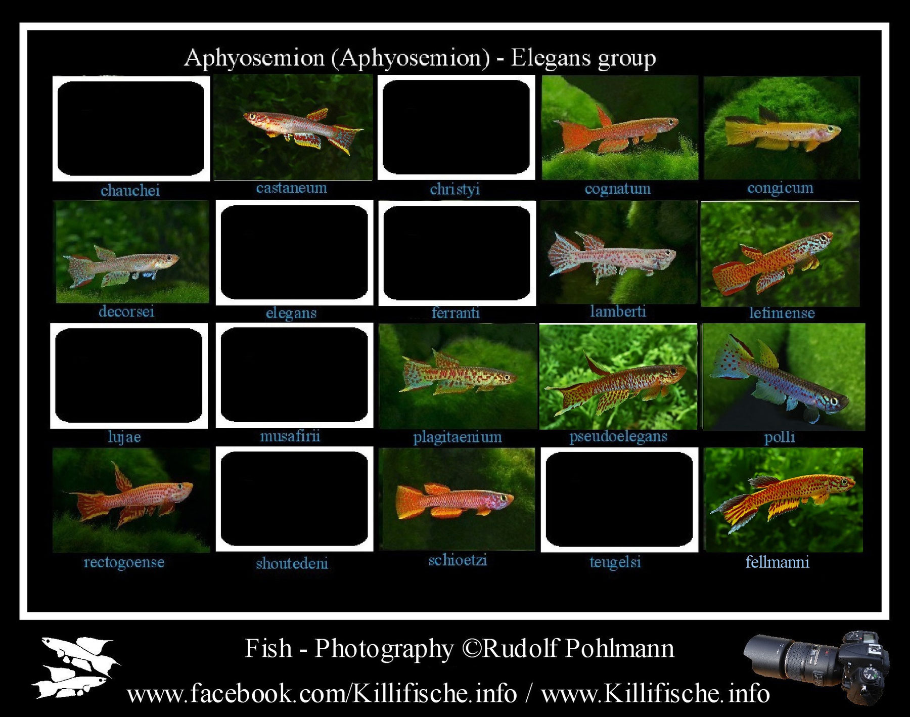 Aphyosemion-group - Killifische Info
